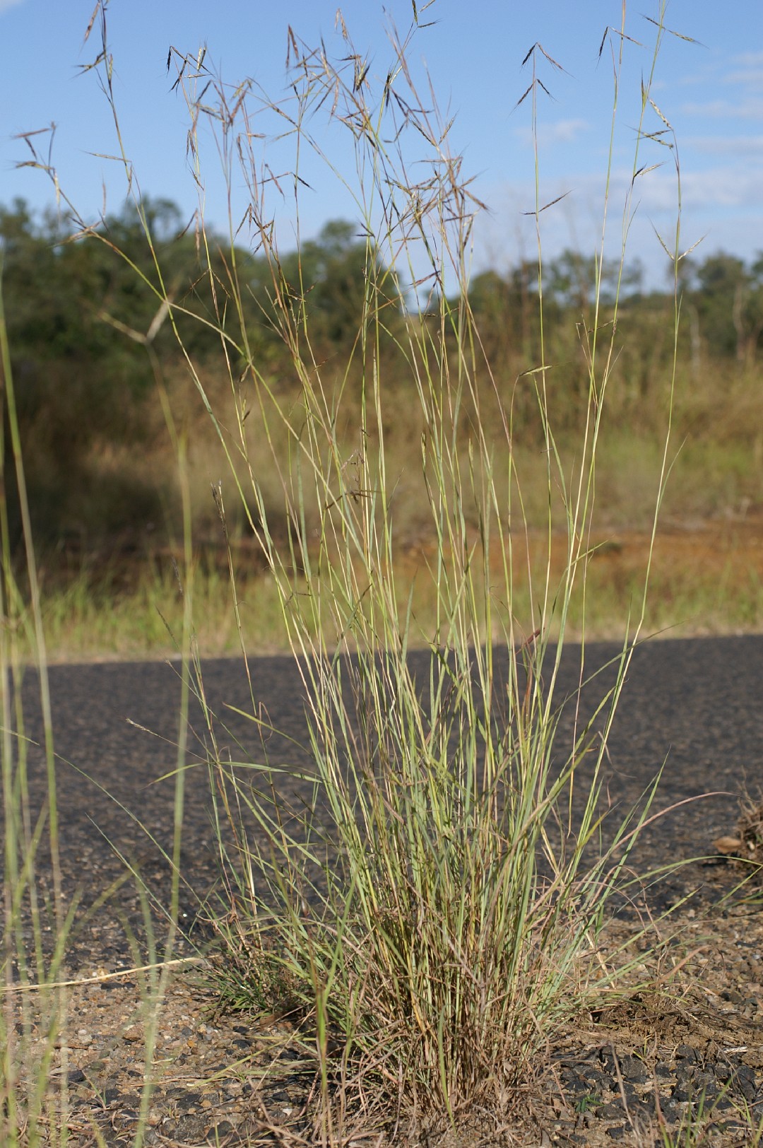 Cerrillo (Hyparrhenia hirta) - PictureThis