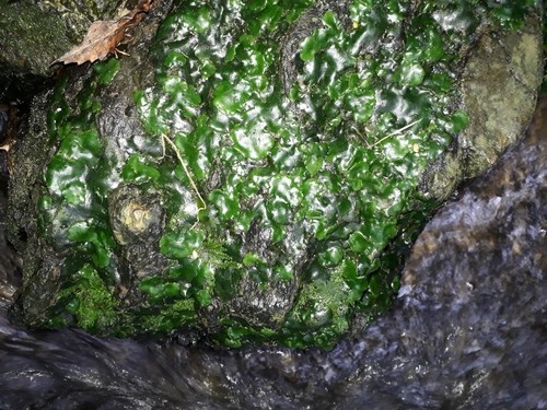 Monoclea forsteri - PictureThis