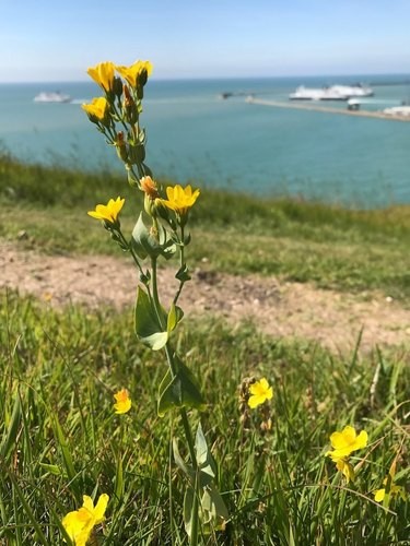 Yellow wort (Blackstonia perfoliata) Flower, Leaf, Care, Uses - PictureThis