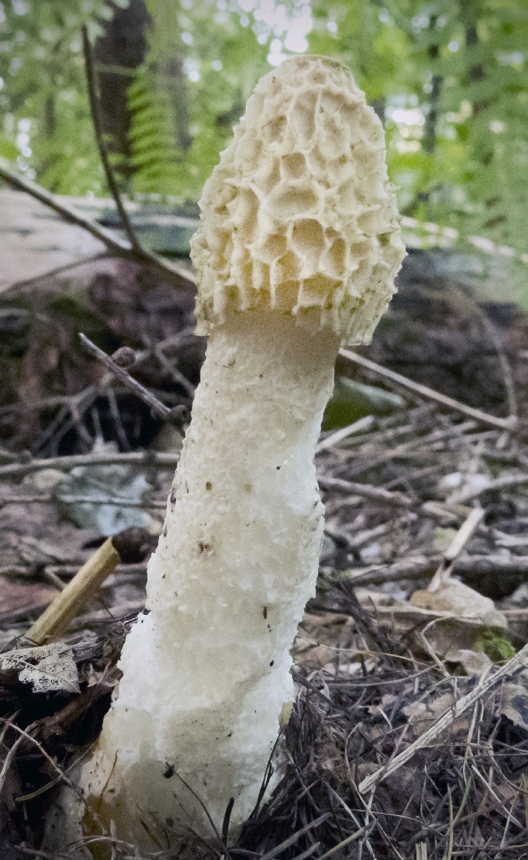 Falo hediondo (Phallus impudicus) - PictureThis