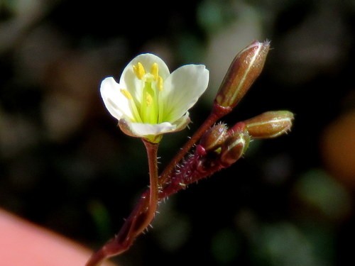 Heliophila Care (Watering, Fertilize, Pruning, Propagation) - PictureThis