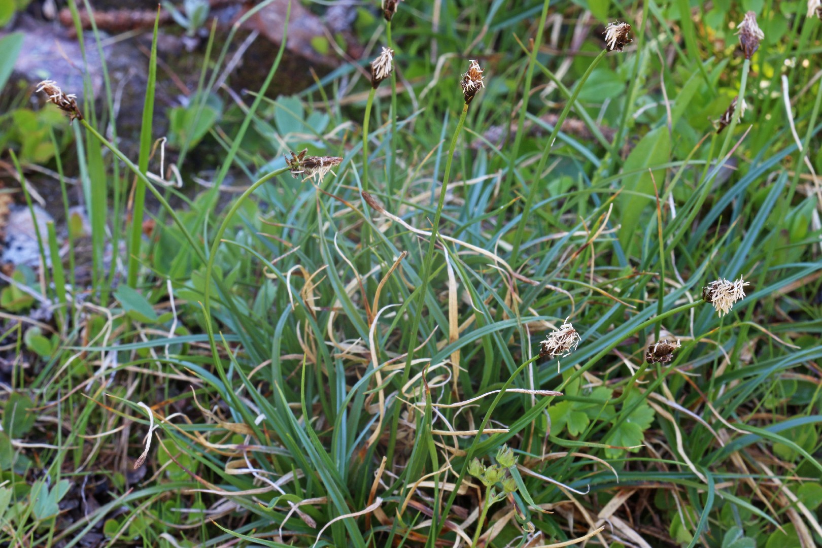 Carex nigricans - PictureThis