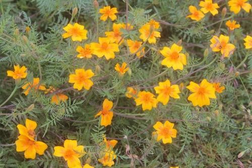 Flor de muerto (Tagetes lunulata) - PictureThis