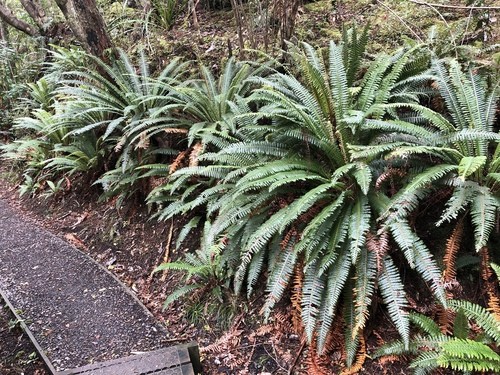 Lomaria discolor - PictureThis