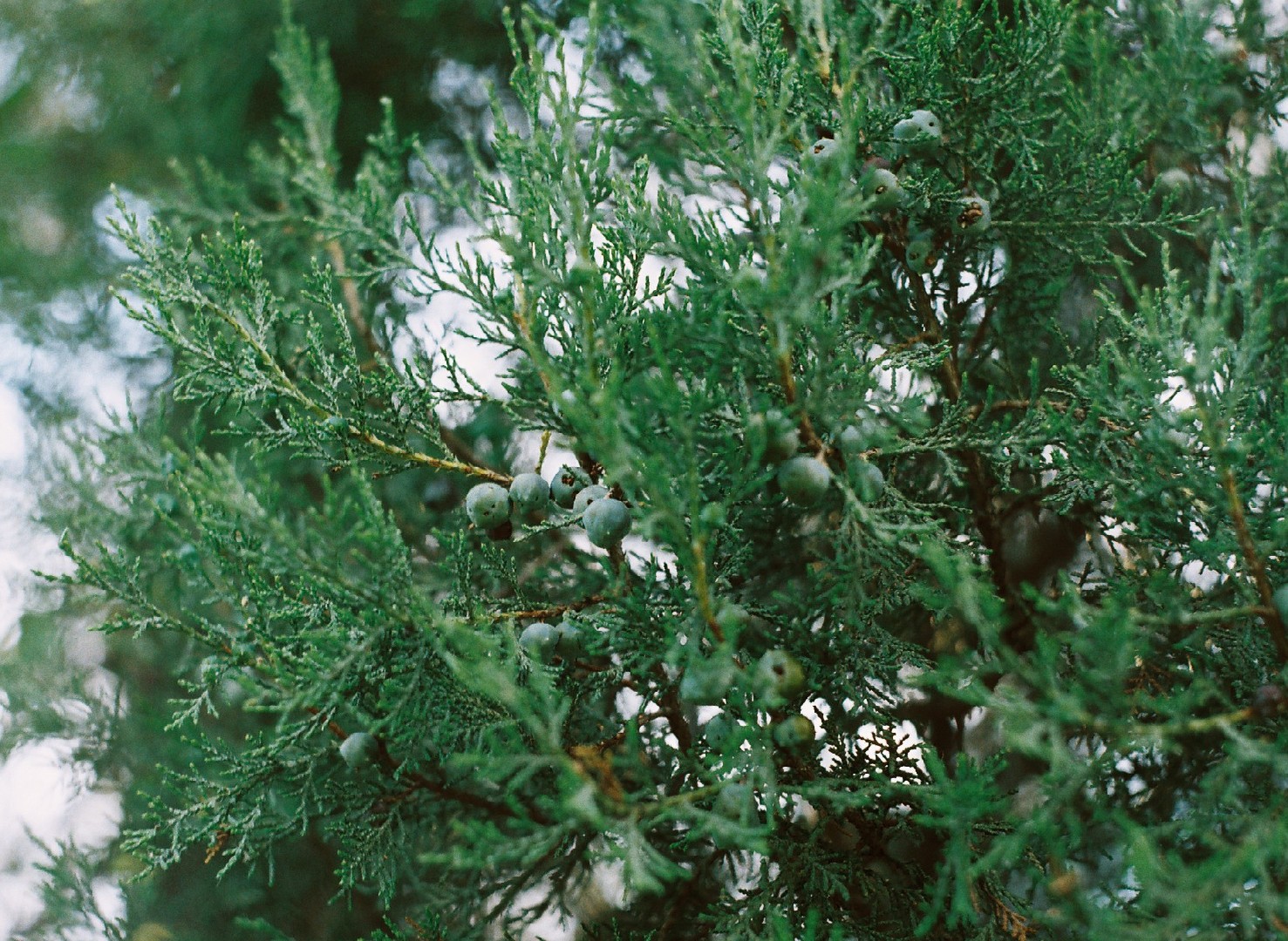 Griechischer wacholder (Juniperus excelsa) - PictureThis