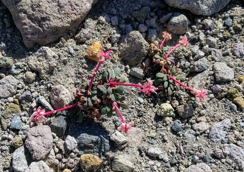 Cistanthe umbellata 花言葉，毒性，よくある質問 - PictureThis