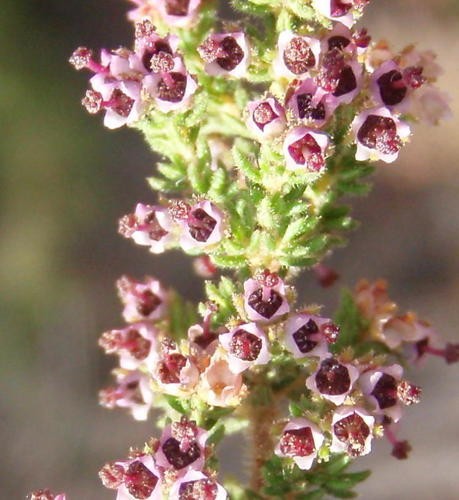 Erica hispidula - PictureThis