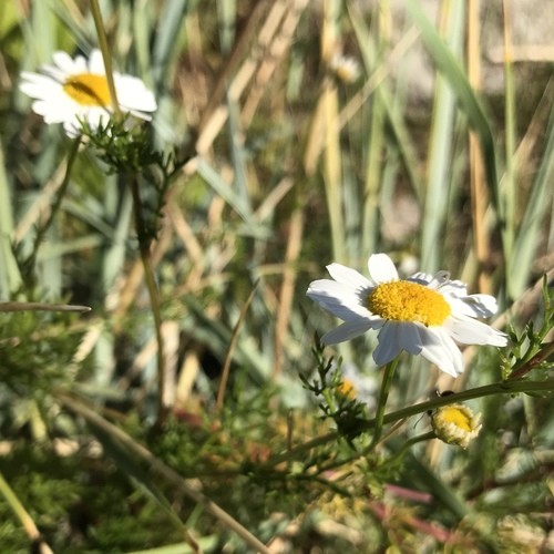 Maruna bezwonna (Tripleurospermum inodorum) - PictureThis