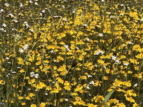 Baker's Goldfields (Lasthenia californica) Flower, Leaf, Care, Uses ...