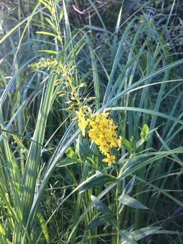 Swamp candles (Lysimachia terrestris) Flower, Leaf, Care, Uses ...