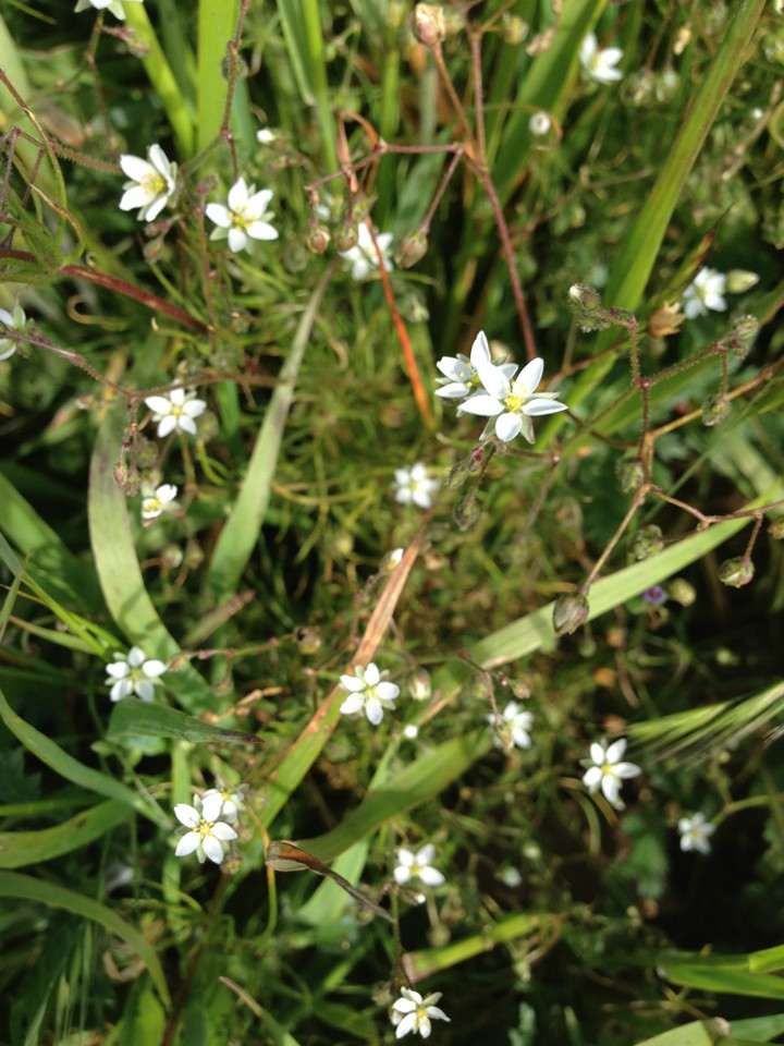 Corn spurry (Spergula arvensis) Flower, Leaf, Care, Uses - PictureThis