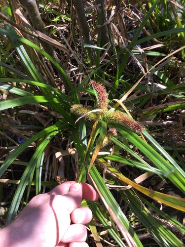 Carex comosa - PictureThis