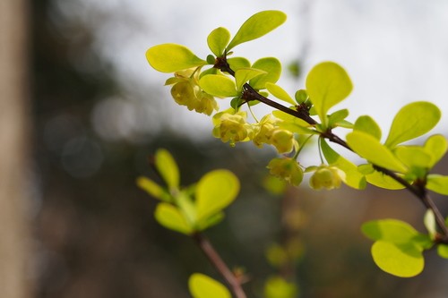 Japanese barberry (Berberis thunbergii) Flower, Leaf, Care, Uses ...