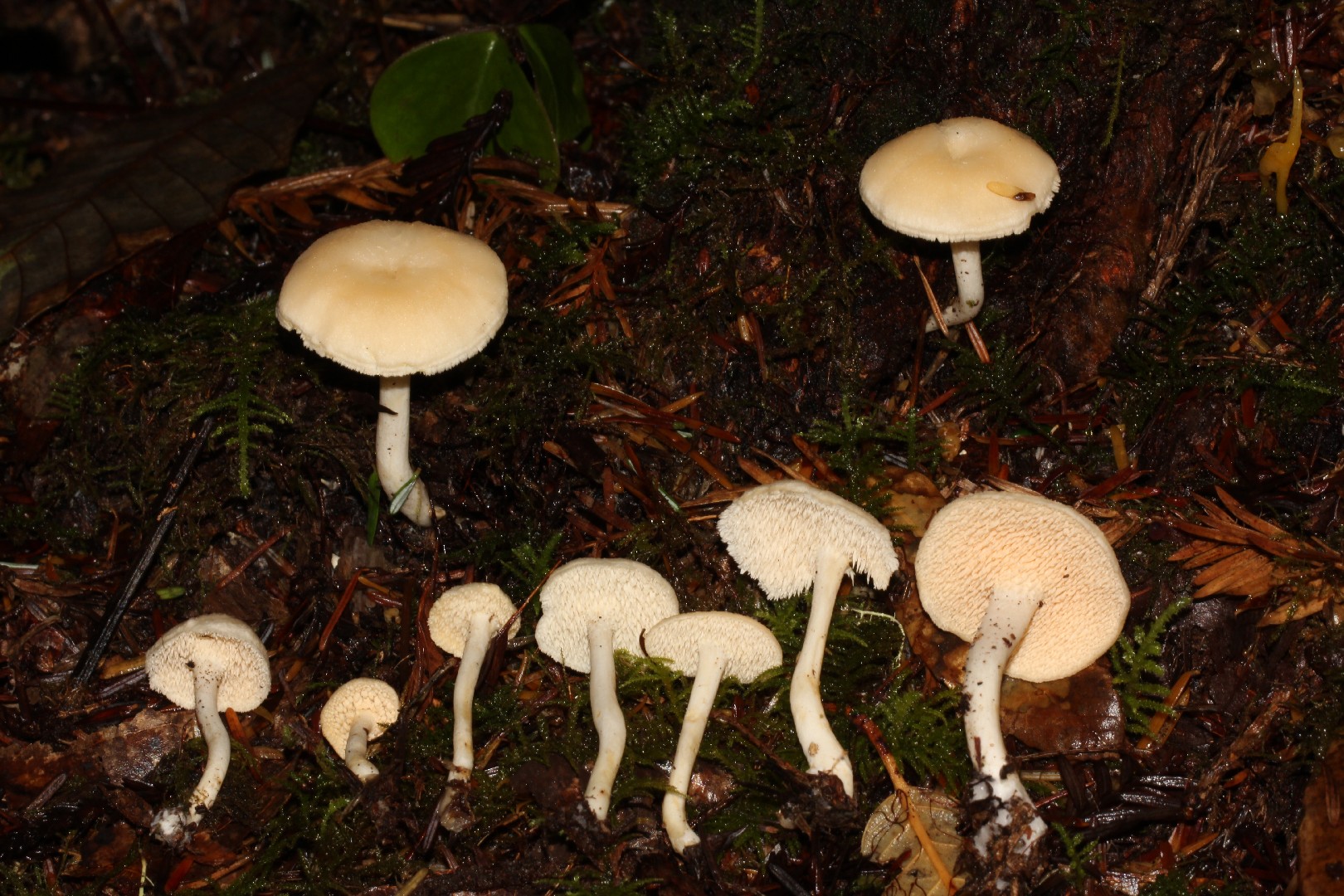 Hydnoid fungi (Hydnaceae) Flower, Leaf, Care, Uses - PictureThis