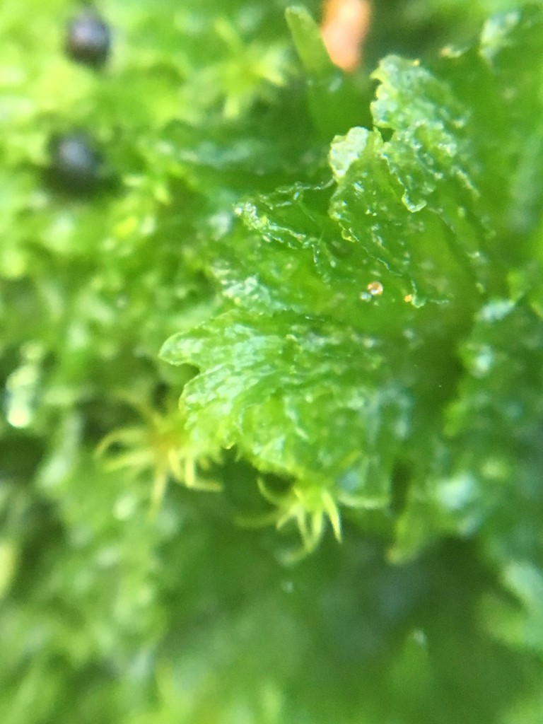 Anthoceros fusiformis - PictureThis