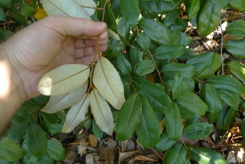 Elaeagnus reflexa - PictureThis