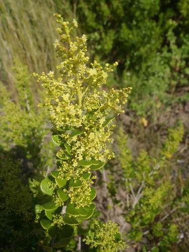 Blue kunirhus (Searsia glauca) Flower, Leaf, Care, Uses - PictureThis