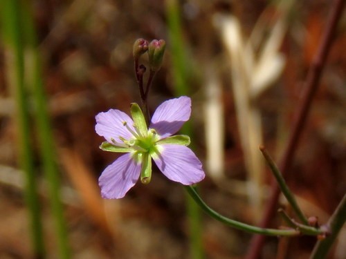 Heliophila Flower, Leaf, Care, Uses - PictureThis