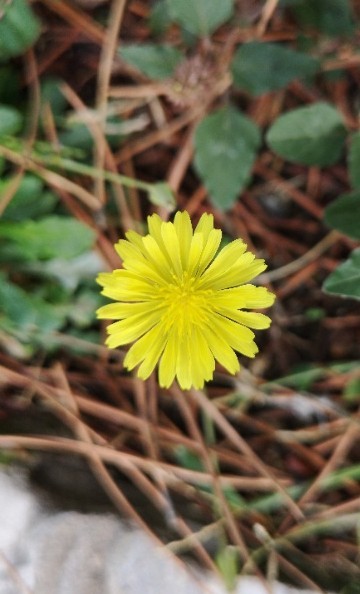 Italian hawksbeard (Crepis bursifolia) Flower, Leaf, Care, Uses ...