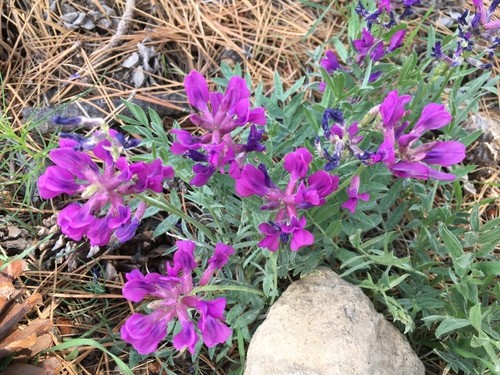 Purple Loco-Weed (Oxytropis lambertii) Flower, Leaf, Care, Uses ...