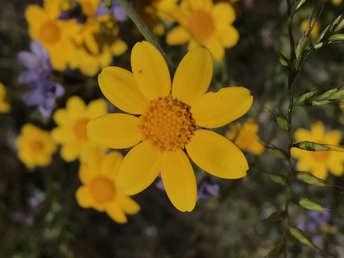 Baker's Goldfields (Lasthenia californica) Flower, Leaf, Care, Uses ...