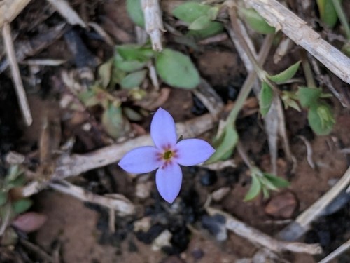 Tiny bluet Care (Watering, Fertilize, Pruning, Propagation) - PictureThis