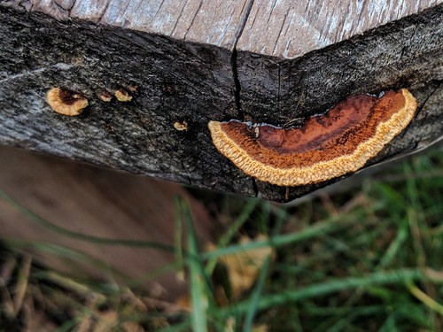 Polypore Mushroom (Gloeophyllaceae) Flower, Leaf, Care, Uses - PictureThis