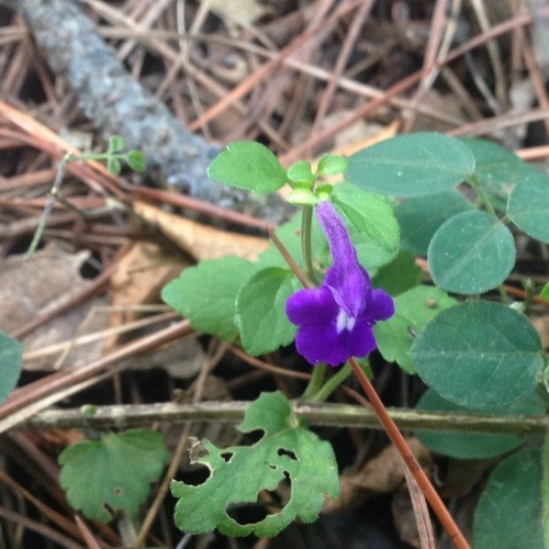 Skullcap Care (Watering, Fertilize, Pruning, Propagation) - PictureThis