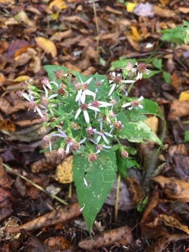 Aster blanco (Eurybia divaricata) - PictureThis