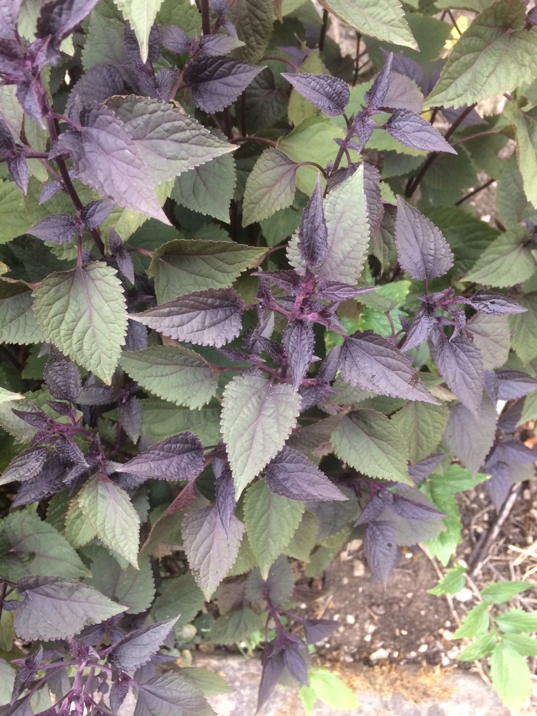 Ageratina (Ageratina) - PictureThis