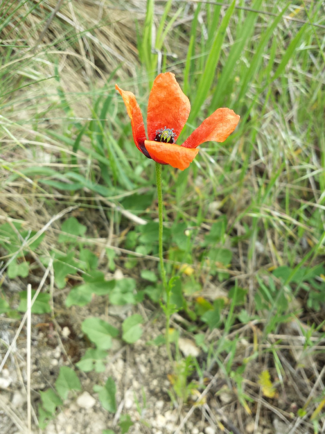Amapola de Flor Pequeña (Papaver argemone) - PictureThis