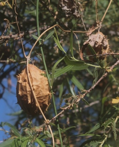 Jaboncillo del campo (Luffa operculata) - PictureThis