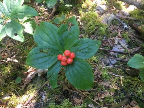 Western cordilleran bunchberry (Cornus unalaschkensis) Flower, Leaf ...