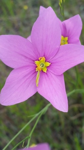 Sabatia grandiflora - PictureThis