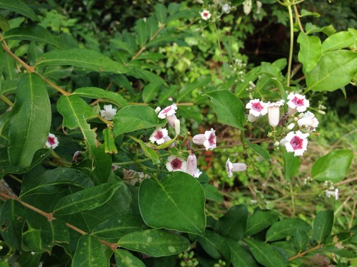 Paedérie fétide Entretien (Arrosage, Croissance, Maladie) - PictureThis