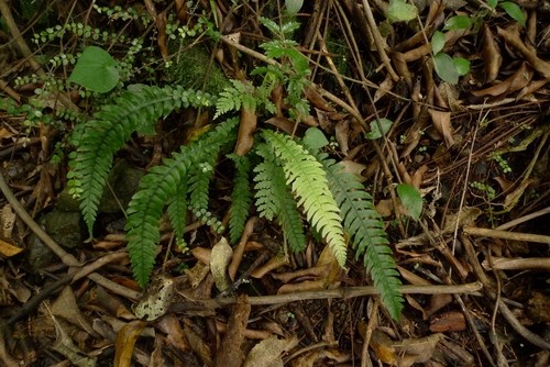 Lance water fern (Austroblechnum lanceolatum) Flower, Leaf, Care, Uses ...