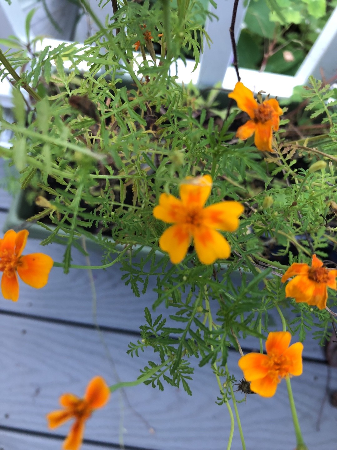 Flor de muerto Cuidados (Plantando, Fertilizantes, Enfermedades ...