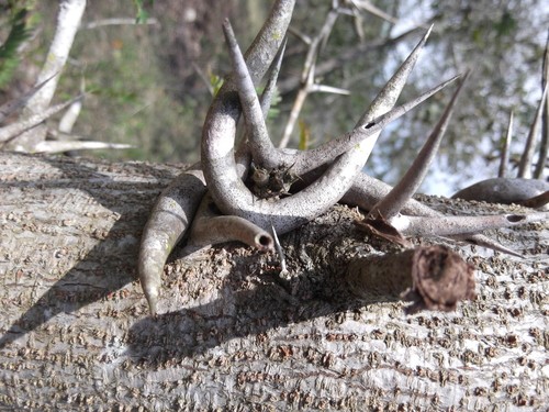 Vachellia cornigera - PictureThis