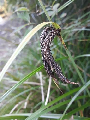 Slough Sedge Care (Watering, Fertilize, Pruning, Propagation) - PictureThis