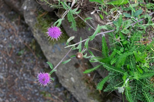 Aciano negro (Centaurea nigra) - PictureThis