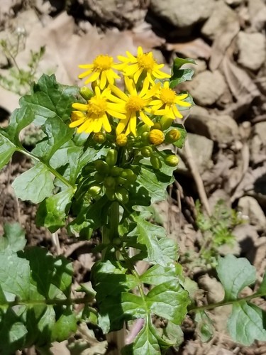 Butterweed (Packera glabella) Flower, Leaf, Care, Uses - PictureThis