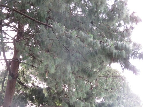 Pino pátula (Pinus patula) - PictureThis