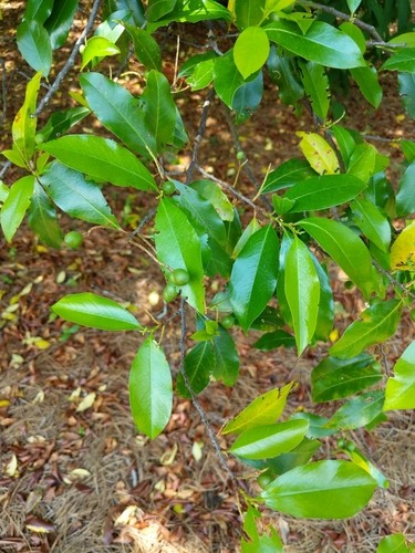 Слива каролинская (Prunus caroliniana) - PictureThis