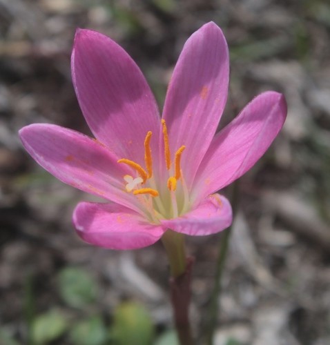 Mayito (Zephyranthes fosteri) - PictureThis
