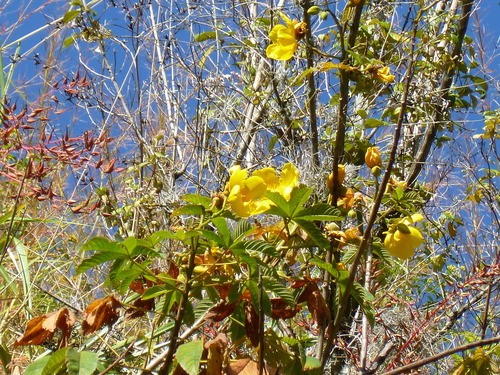 Rosa amarilla (Cochlospermum vitifolium) - PictureThis
