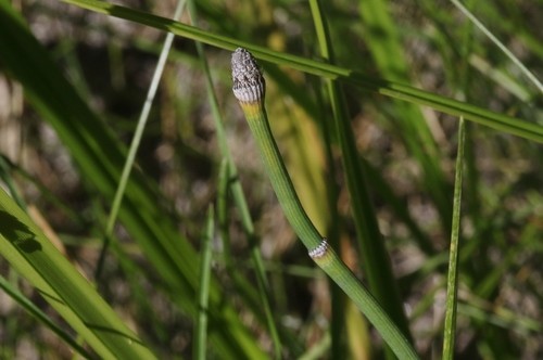Caña carricillo (Equisetum laevigatum) - PictureThis