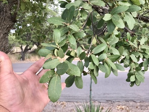 Mexican blue oak (Quercus oblongifolia) Flower, Leaf, Care, Uses ...