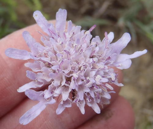 Scabiosa tysonii Flower, Leaf, Care, Uses - PictureThis