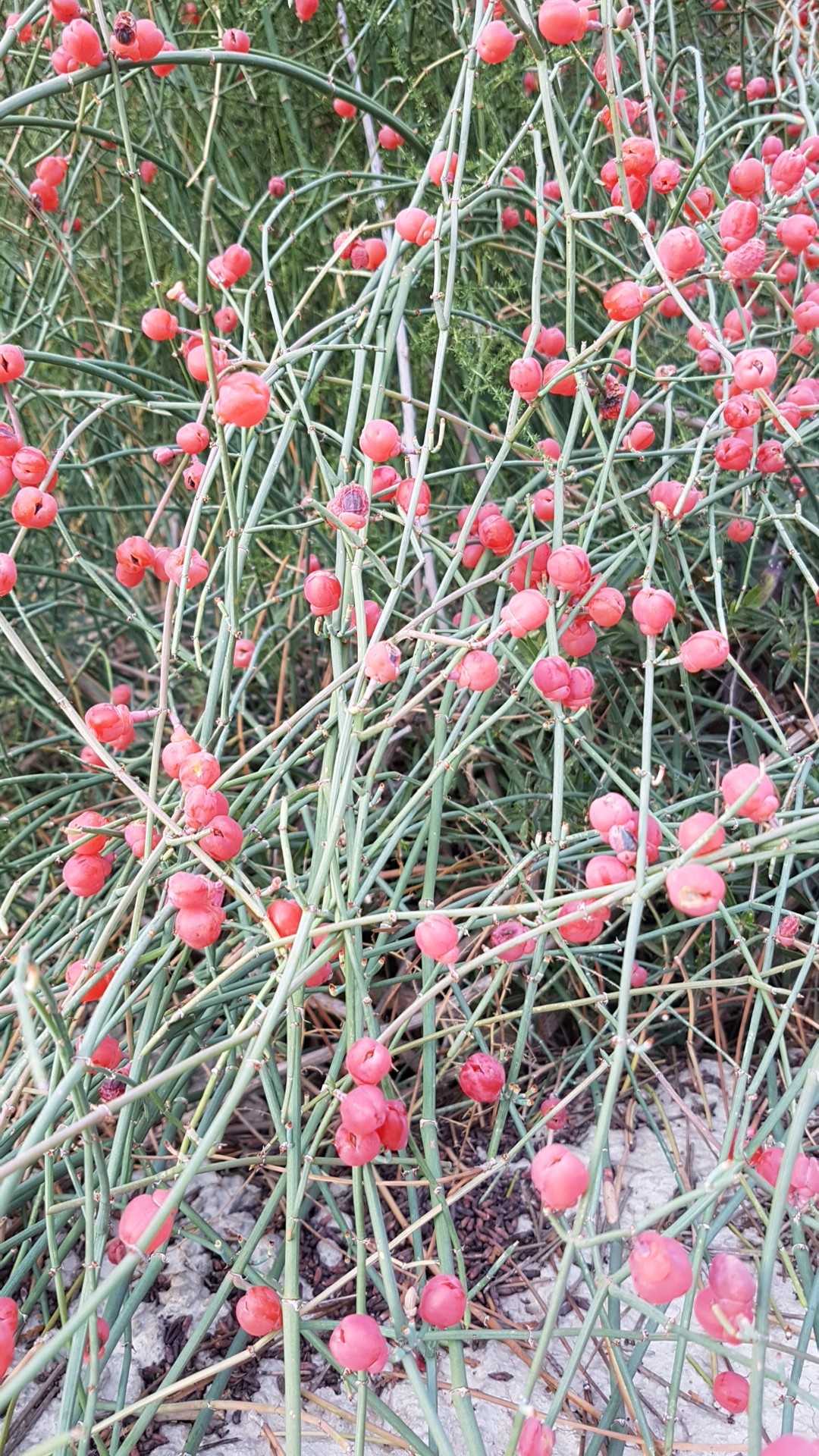 Ephedra distachya 花言葉，毒性，よくある質問 - PictureThis