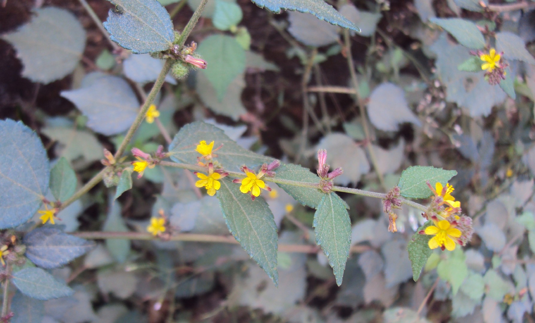 Triumfetta rhomboidea - PictureThis